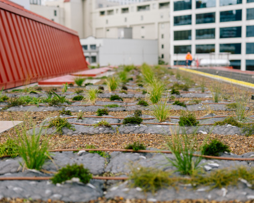 Auckland City Library Green Roof - Green Roofs - Natural Habitats