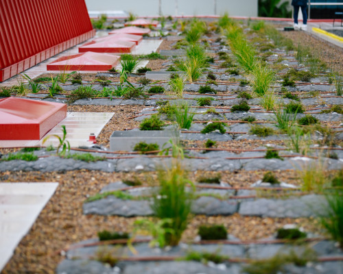 Auckland City Library Green Roof - Green Roofs - Natural Habitats