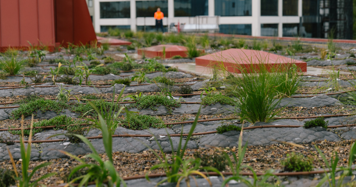 Auckland City Library Green Roof - Green Roofs - Natural Habitats ...