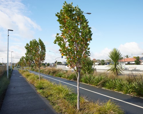 Panmure Busway - Infrastructure Landscaping - Natural Habitats