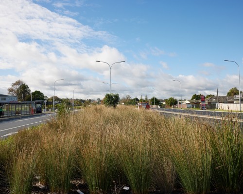 Panmure Busway - Infrastructure Landscaping - Natural Habitats
